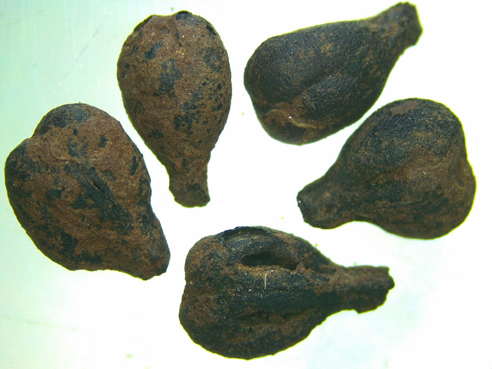 Cultivation of Grape and Olive and the Exploitation of their Secondary ...